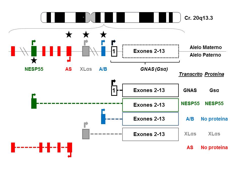 Figura 1 - Estructura del locus GNAS