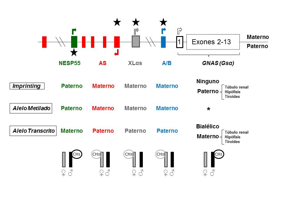 Figura 2 - Patrones de imprinting del locus GNAS