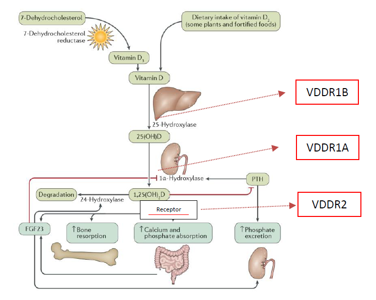 Figura 1 - Regulación de la homeostasis del calcio y el fósforo (4)