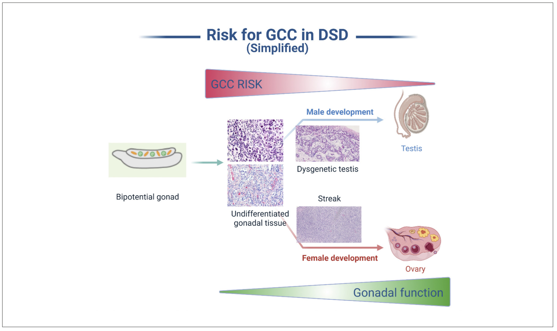 Schematic representation of risk estimation for gonadal germ cell ...